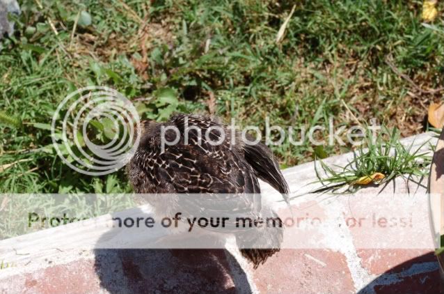 Can turkeys get angel wing? | BackYard Chickens - Learn How to Raise ...