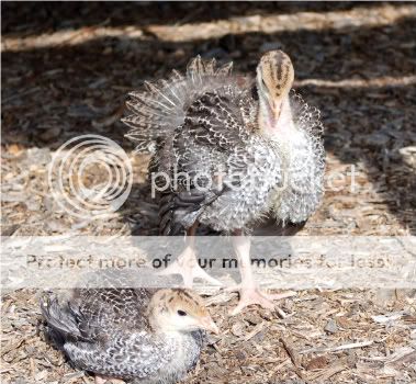 Can turkeys get angel wing? | BackYard Chickens - Learn How to Raise ...