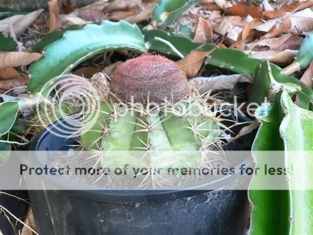 Please Help with identification - CactiGuide.com