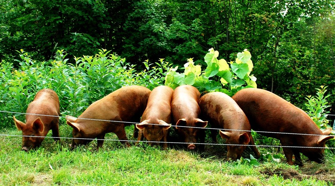 About Wandering Boar Farm | Wandering Boar Farm – Middlesex, Vermont
