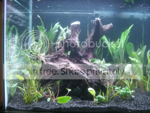 DM's 50 gallon low tech tank (updated pics 3/16) | The Planted Tank Forum