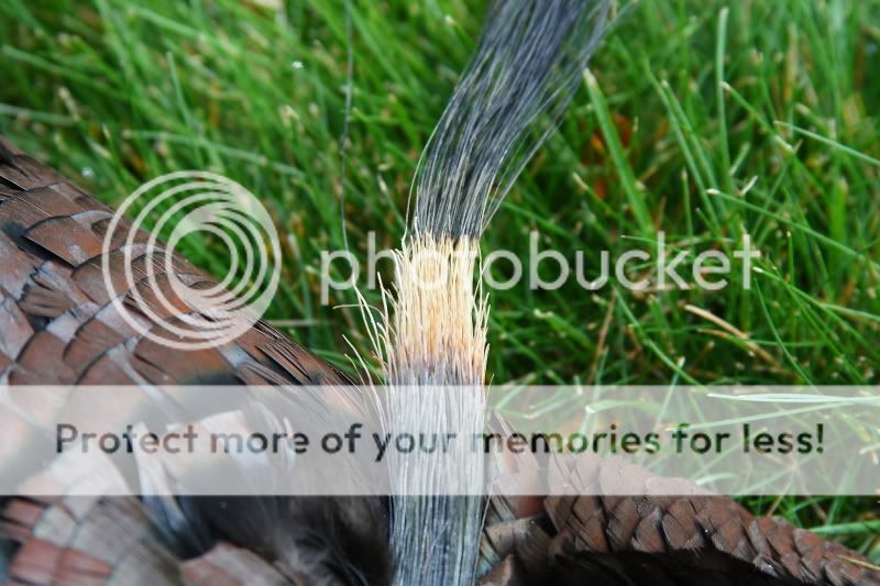 Beard "Rot" Question?