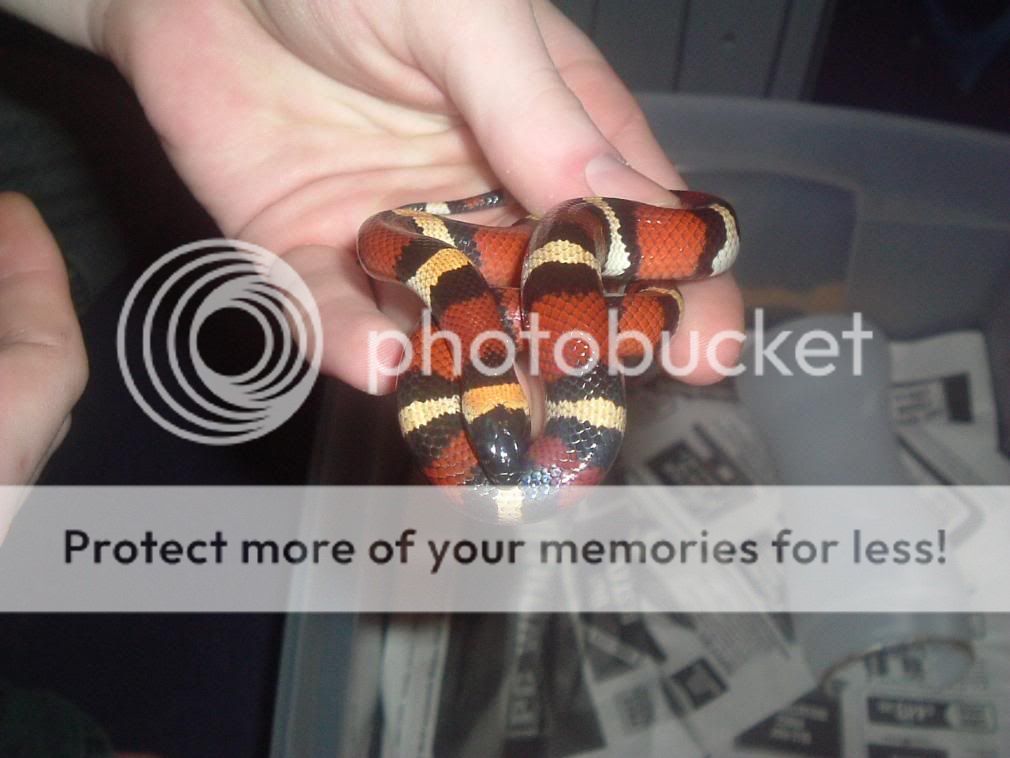 Milky Way (Tribute Milk snakes)Post your Milk snakes | Reptile Forums