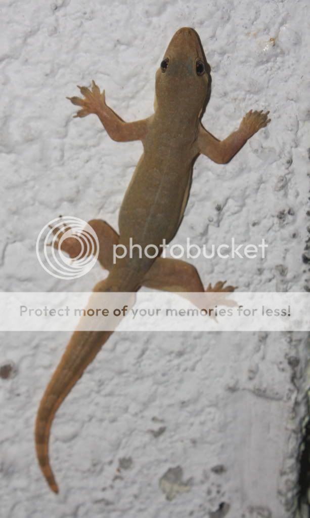 Mostly South Florida... Mostly (2 of 3) - Field Herp Forum