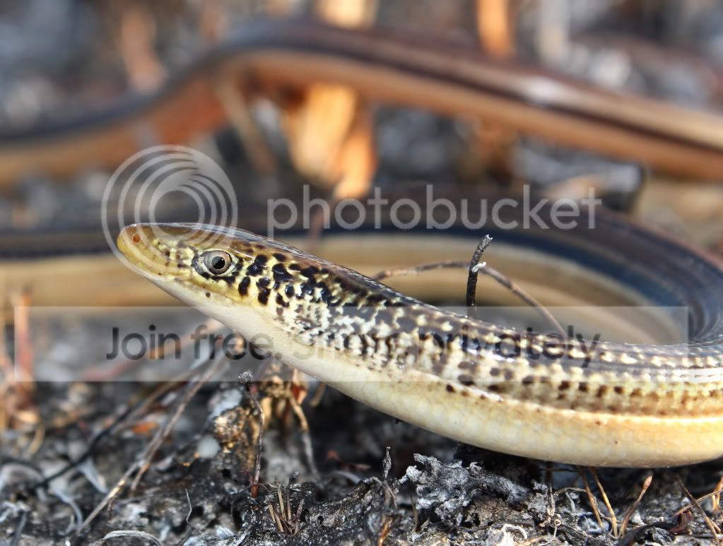 Mostly South Florida... Mostly (2 of 3) - Field Herp Forum
