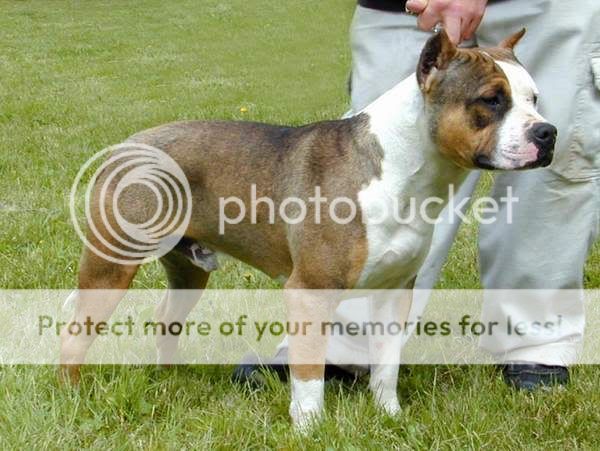 Orange Sable and white? | Go Pitbull Forums