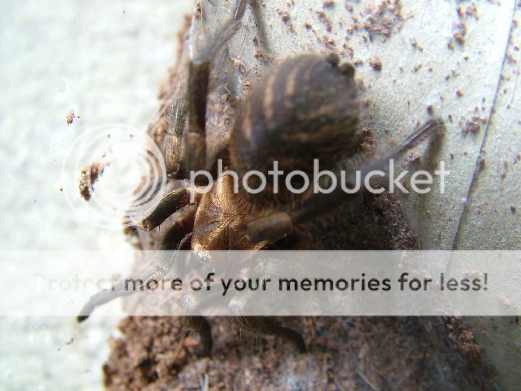 Acanthogonatus franki | Reptile Forums