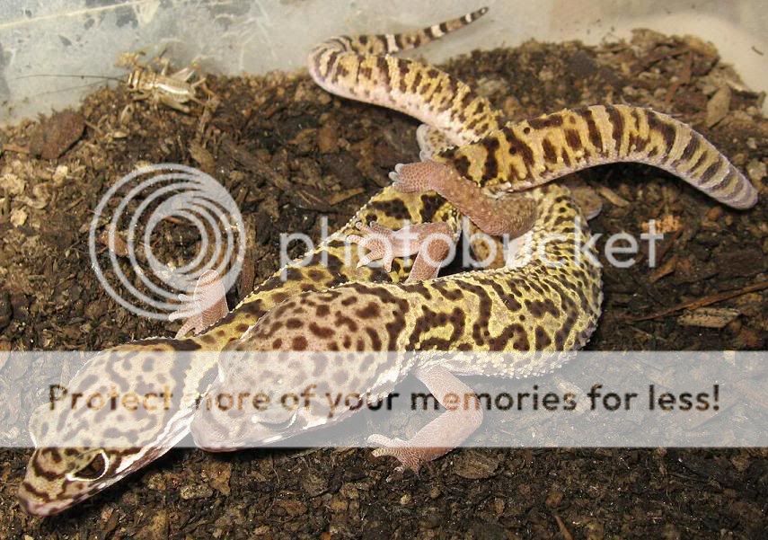 My geckos are hugging | Gecko Forums