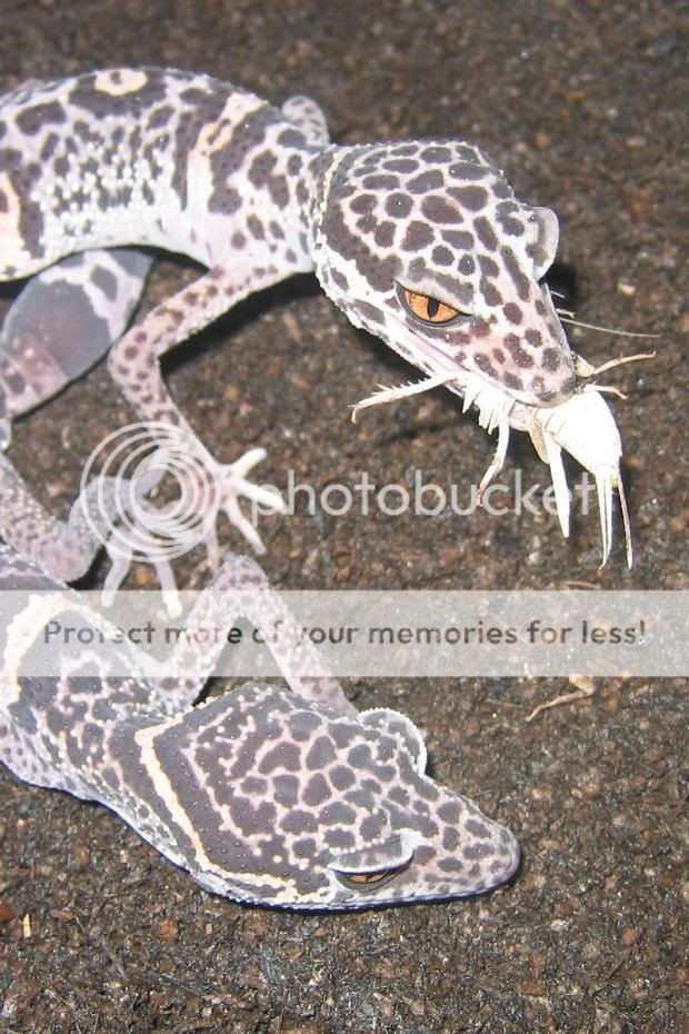 Gecko Help pls | Page 2 | Reptile Forums